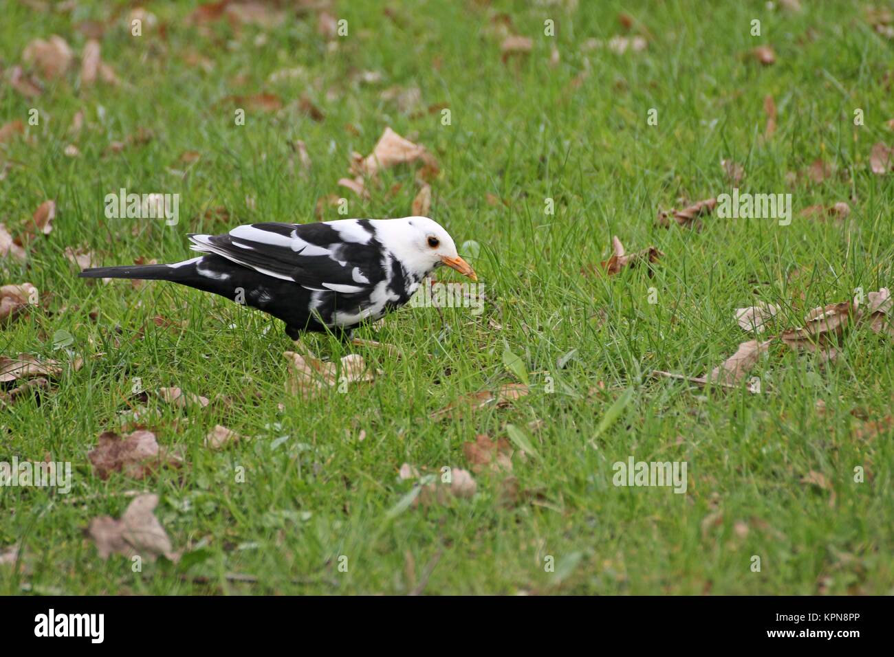 Blackbird mutation hi-res stock photography and images - Alamy
