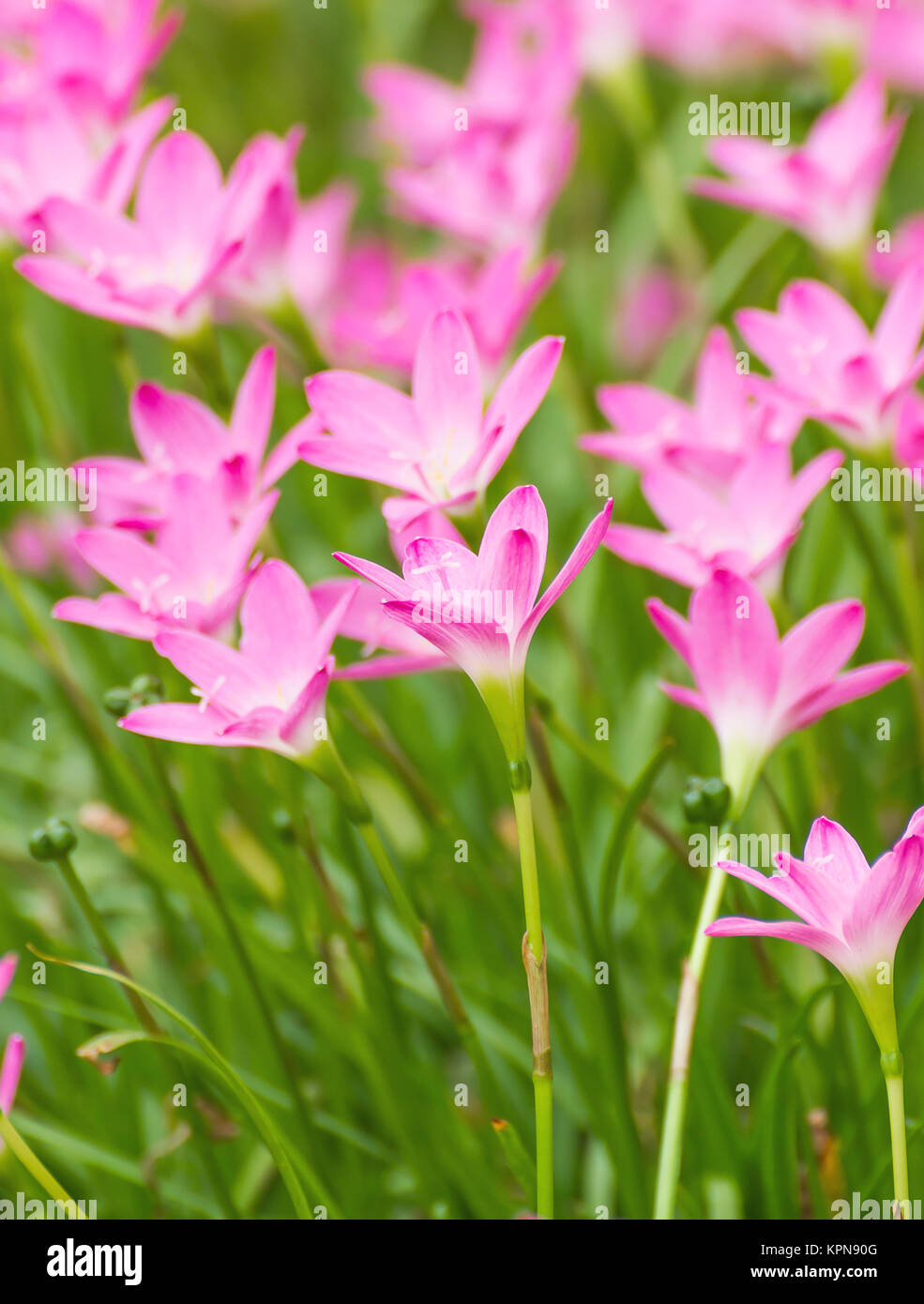 Pink rain lily flower Stock Photo - Alamy
