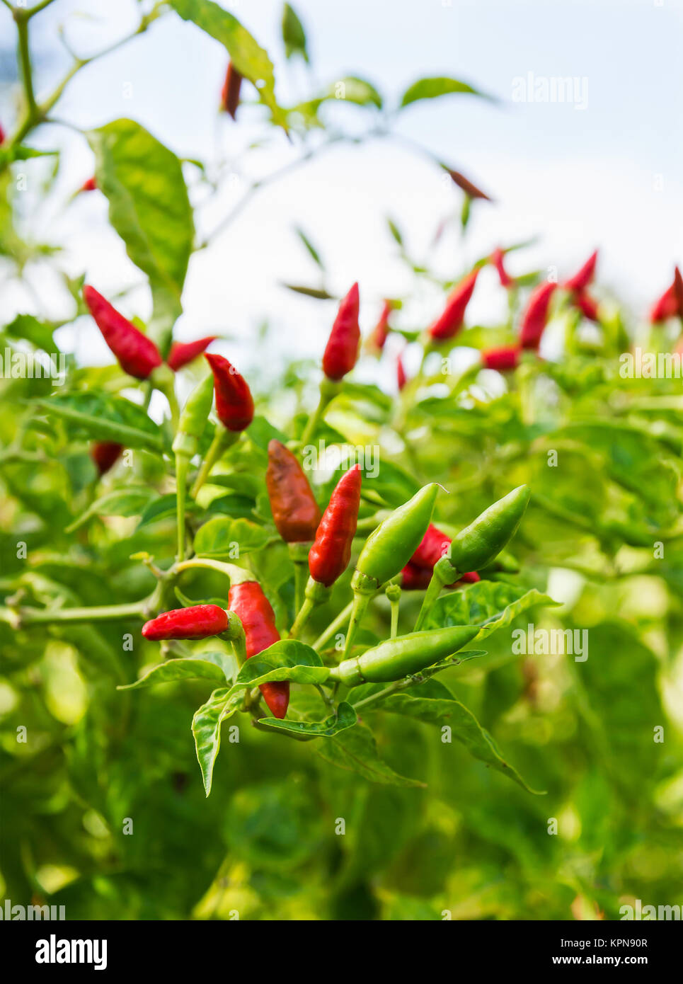 Red hot chili pepper tree Stock Photo - Alamy