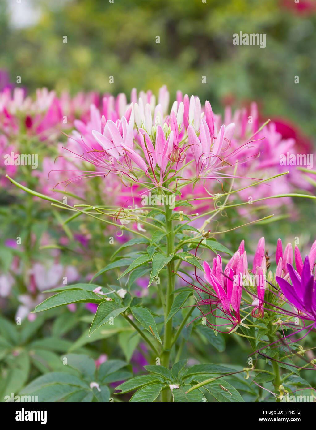 Spiny spider flower hi-res stock photography and images - Alamy