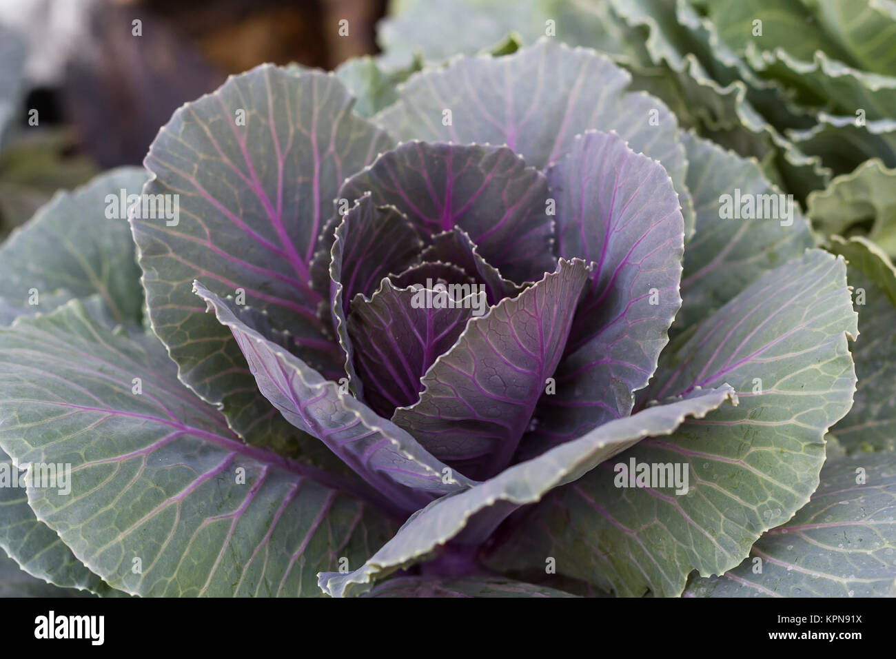 Young Purple cabbage in garden Stock Photo - Alamy