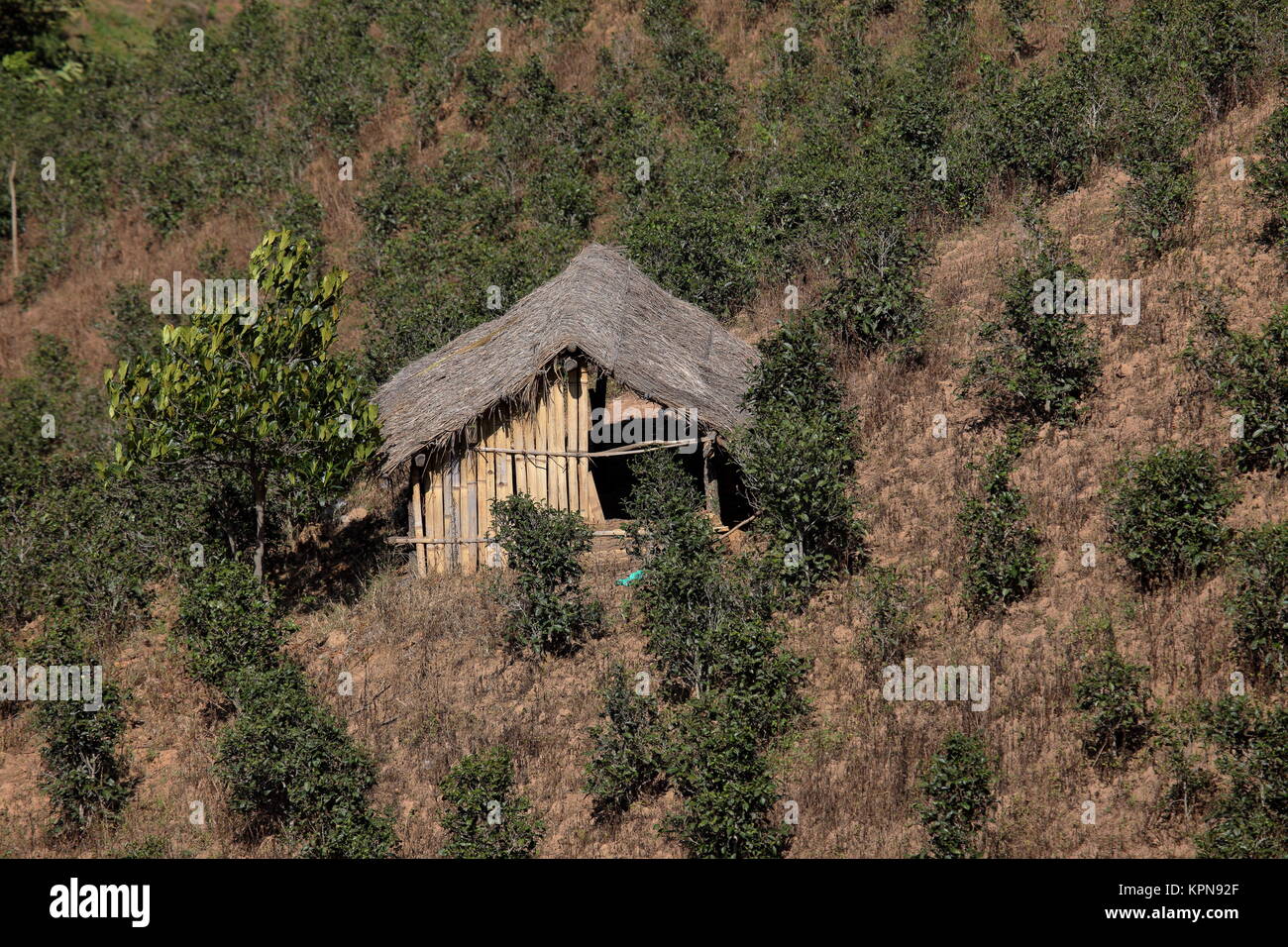 Myanmar Tea Plantation High Resolution Stock Photography and Images - Alamy