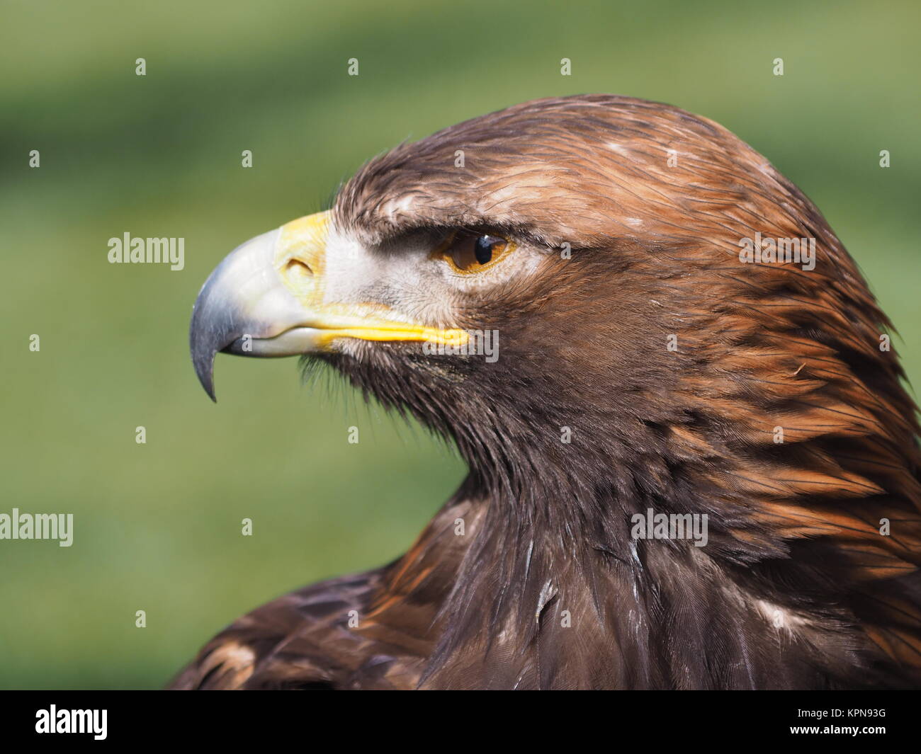 Echte adler hi-res stock photography and images - Alamy