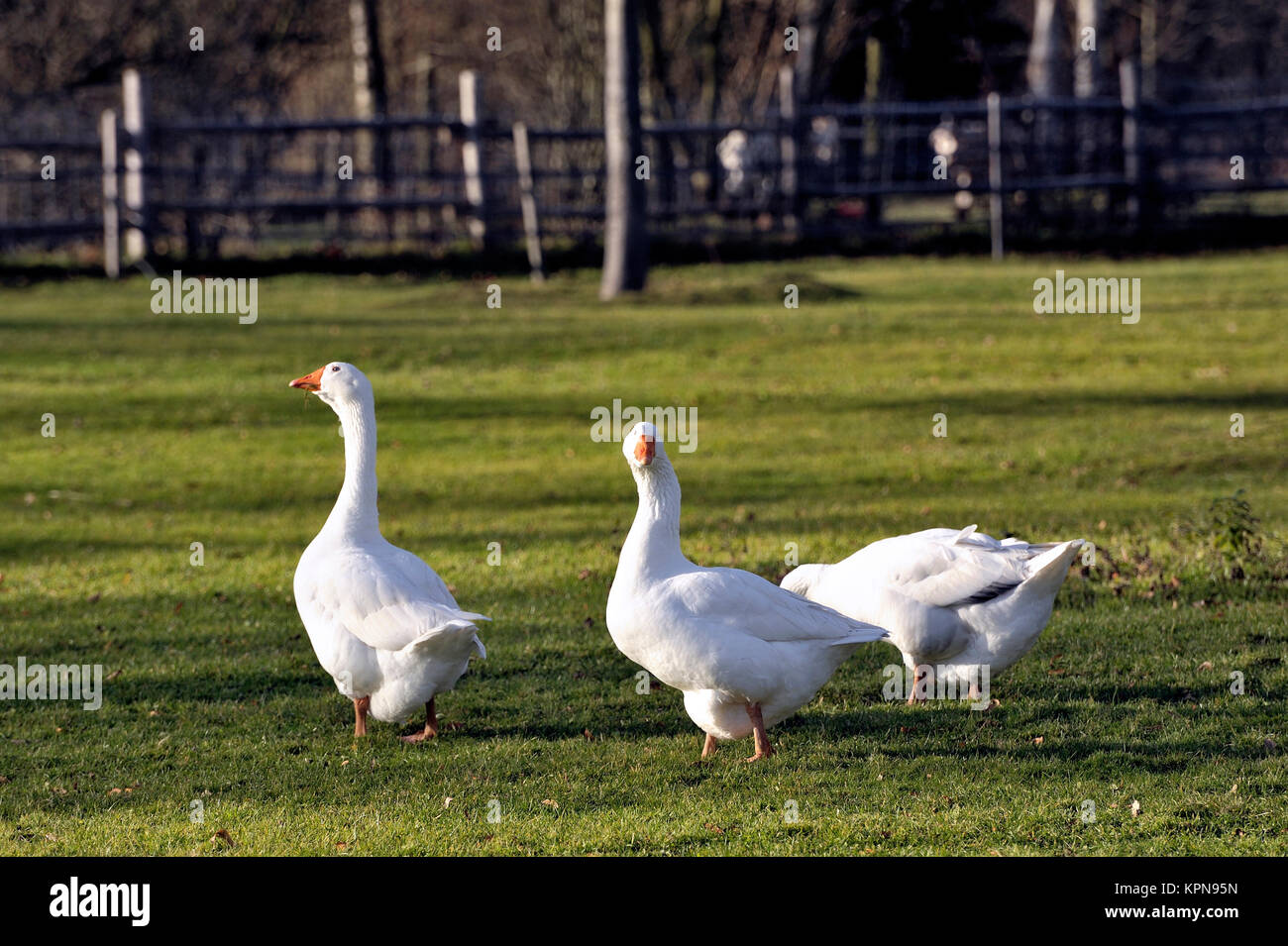 geese in the barnyard Stock Photo - Alamy