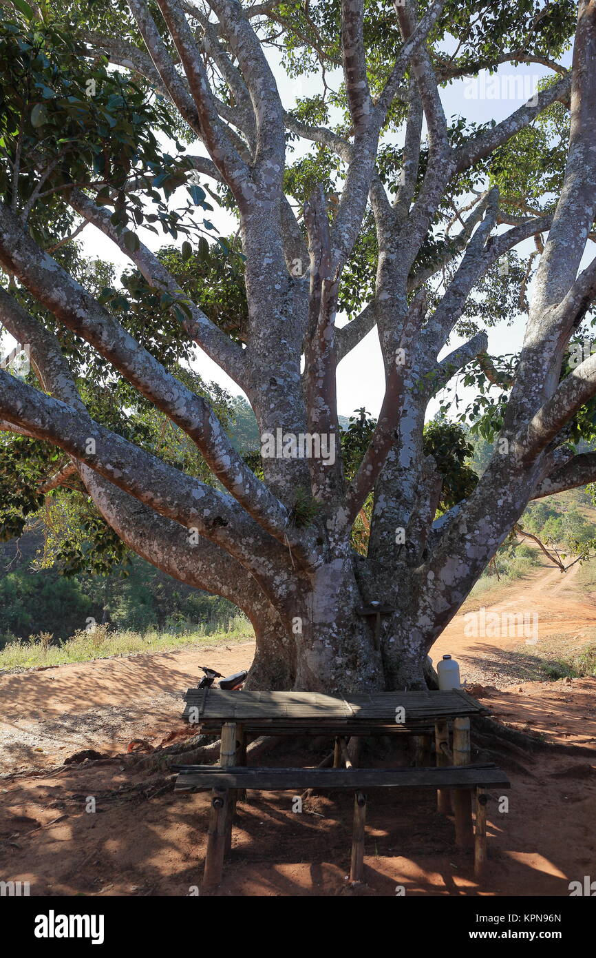 old tree in myanmar Stock Photo - Alamy