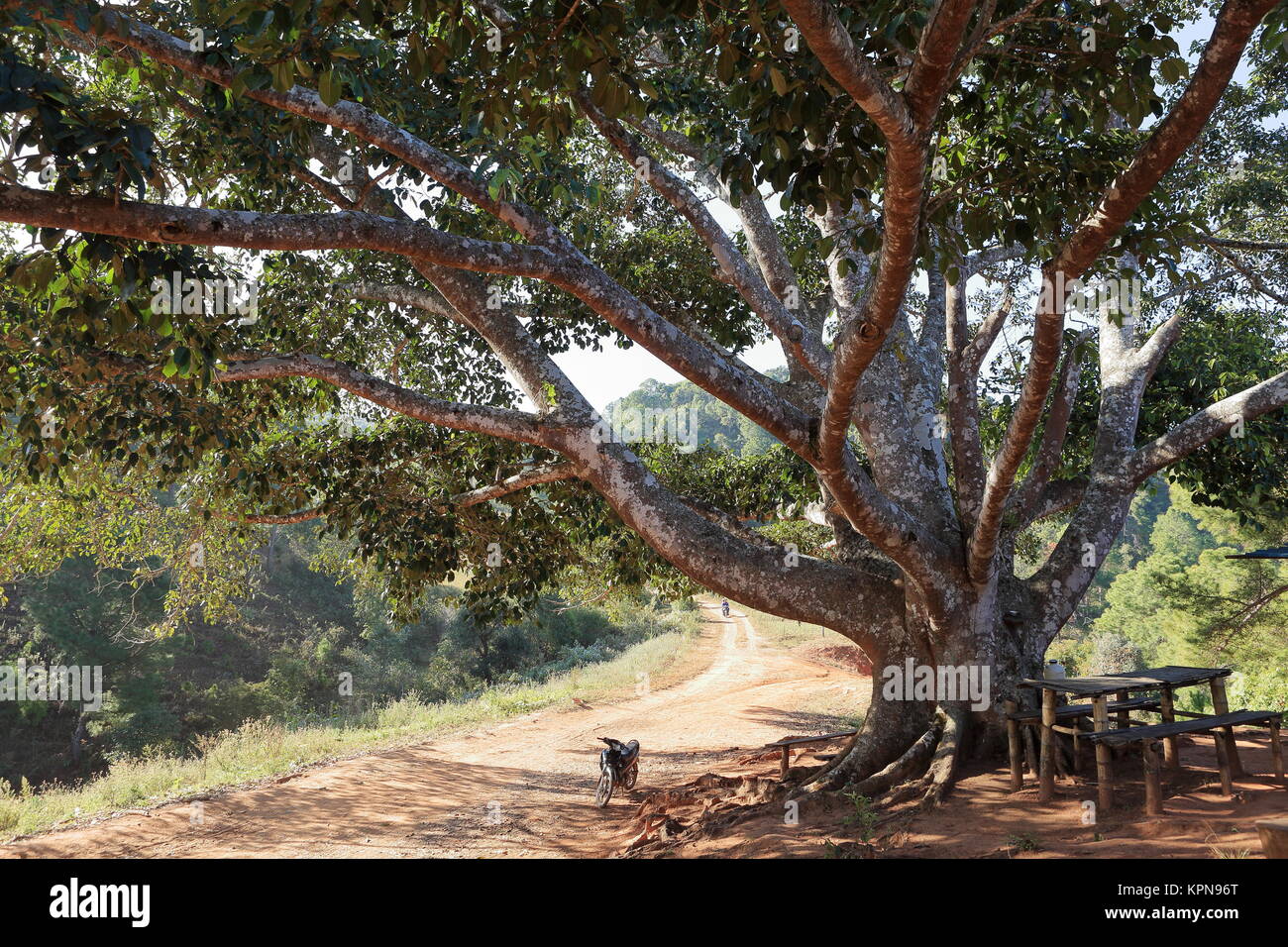 old tree in myanmar Stock Photo - Alamy
