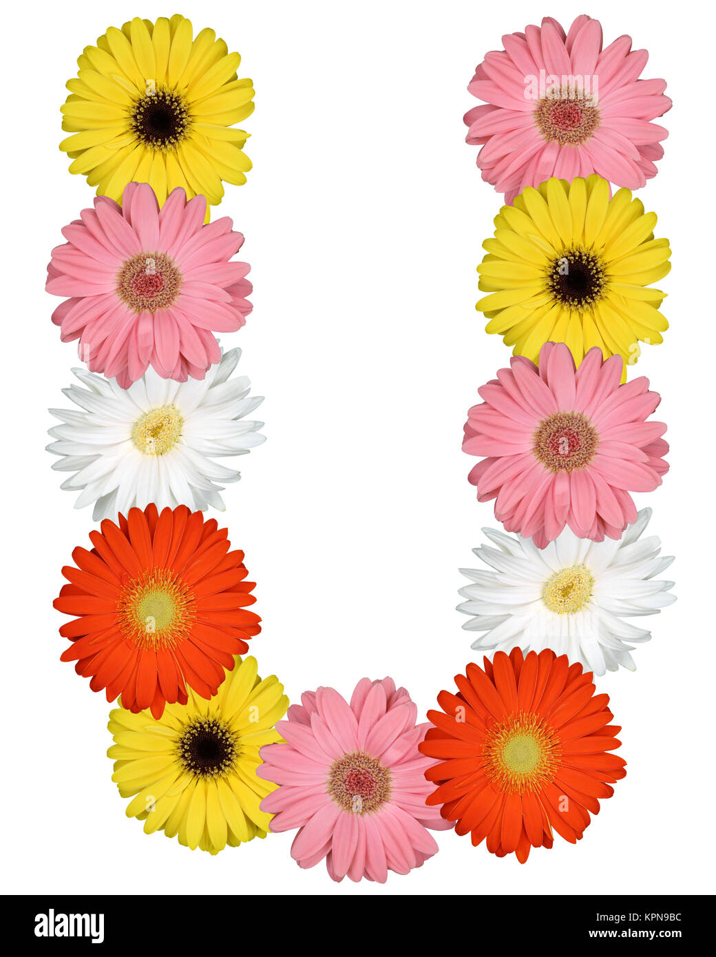 letter u alphabet of flowers cut on white Stock Photo - Alamy