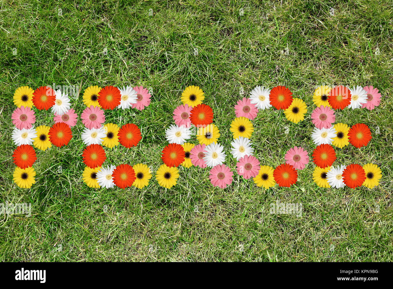 peace peace peace of flower nature grass meadow lawn Stock Photo - Alamy