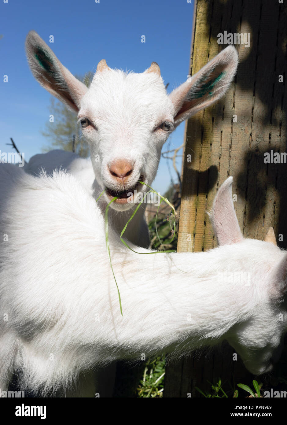 Cute Baby Albino Animals
