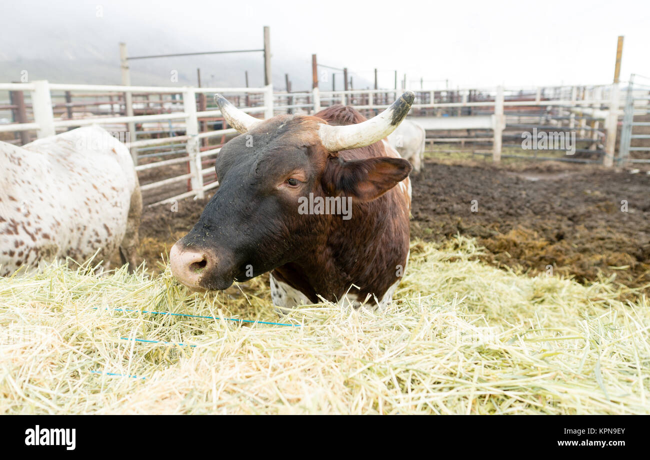 Bull Cow Gets Morning Feeding Washington Country Ranch Stock Photo - Alamy