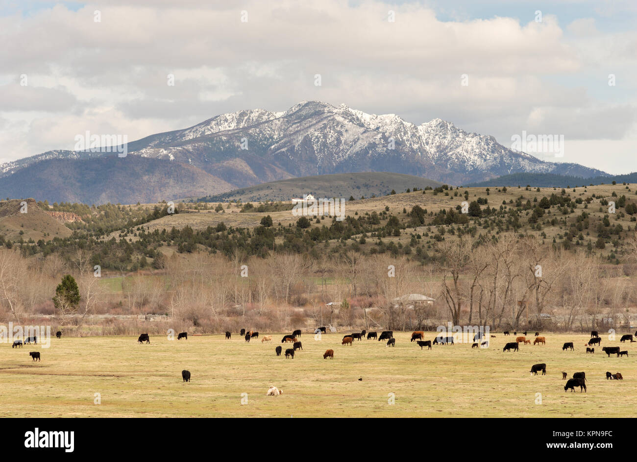 Road to John Day Oregon Cattle Ranch Canyon Mountain Stock Photo - Alamy