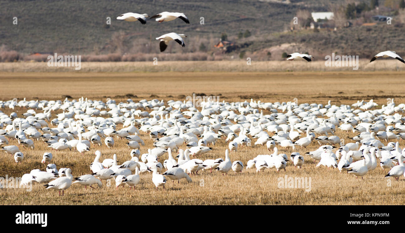 Snow Geese Flock Together Spring Migration Wild Birds Stock Photo - Alamy