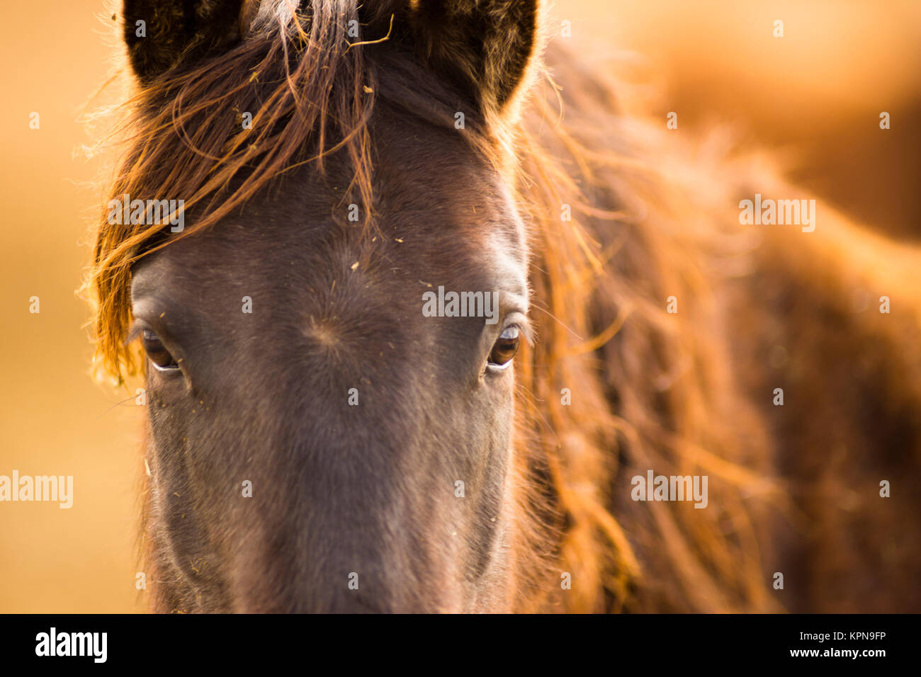 Wild Horse Face Portrait Oregon Bureau of Land Management Stock Photo ...