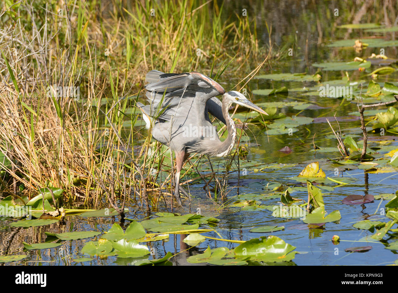 Bird of marshland habitat hi-res stock photography and images - Alamy