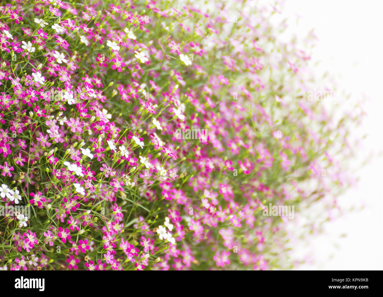 Gypsophila rosea hi-res stock photography and images - Alamy