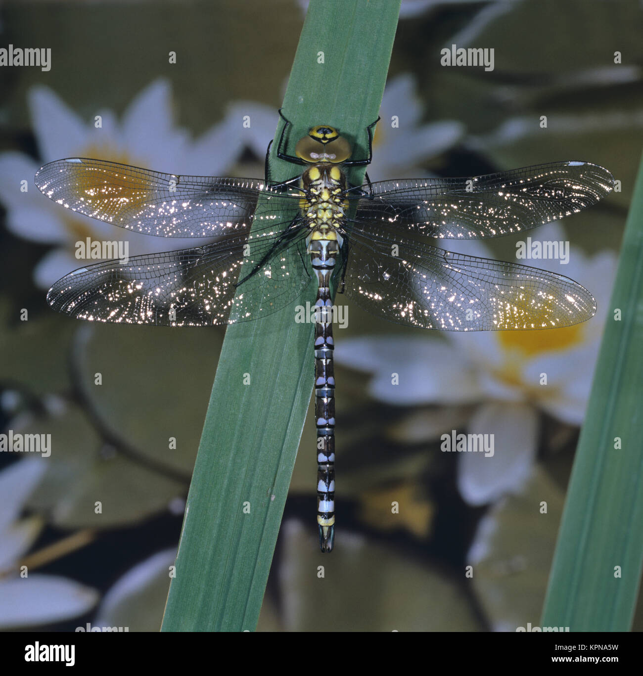 Deutsche libellenarten hi-res stock photography and images - Alamy