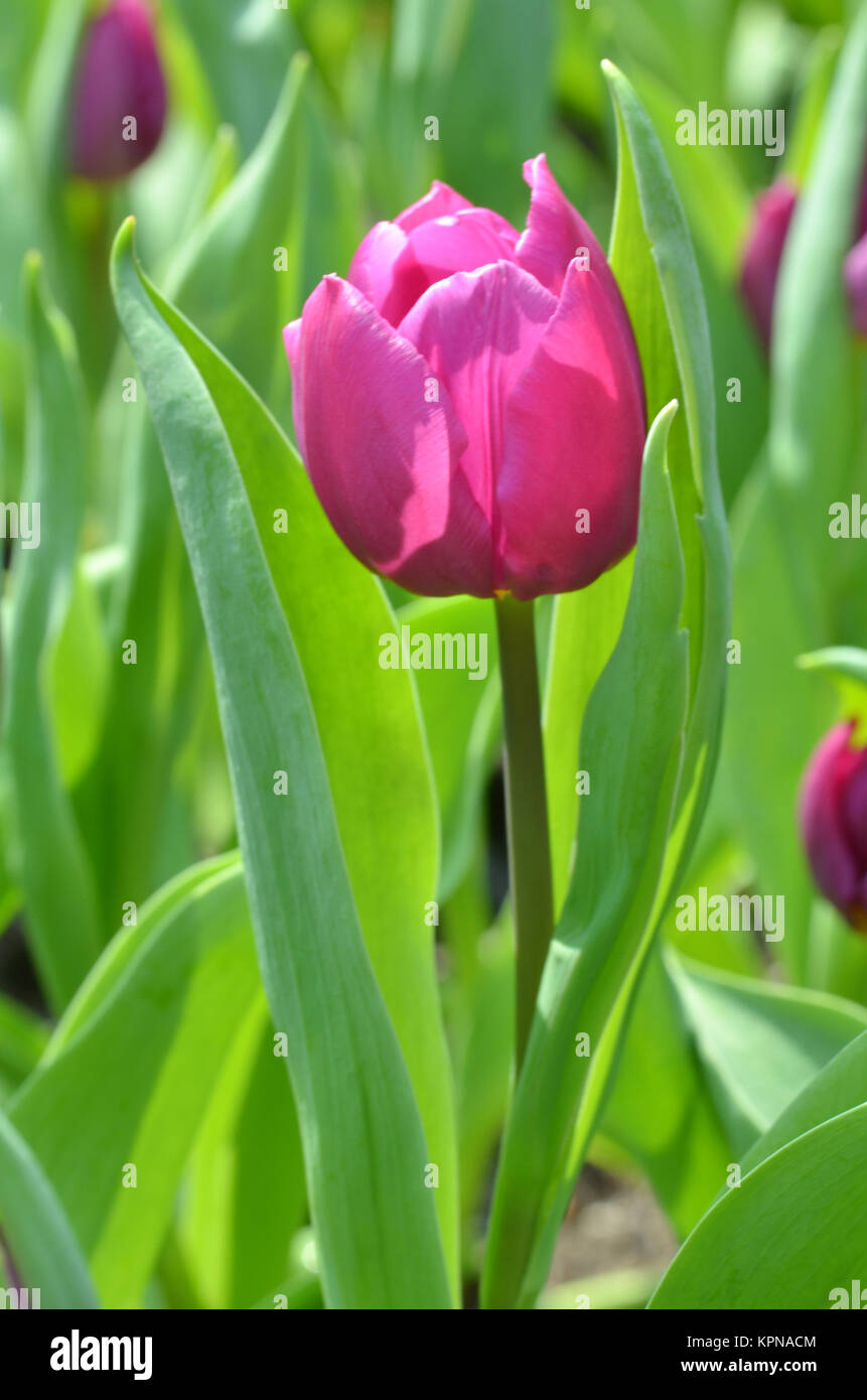 Tulips in spring Stock Photo - Alamy
