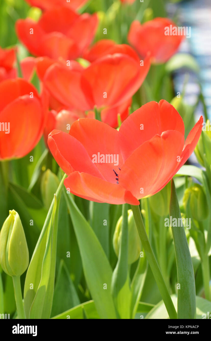 Orange balloon tulip hi-res stock photography and images - Alamy