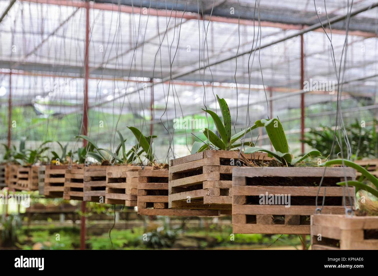 Orchid plants in a nursery Stock Photo - Alamy