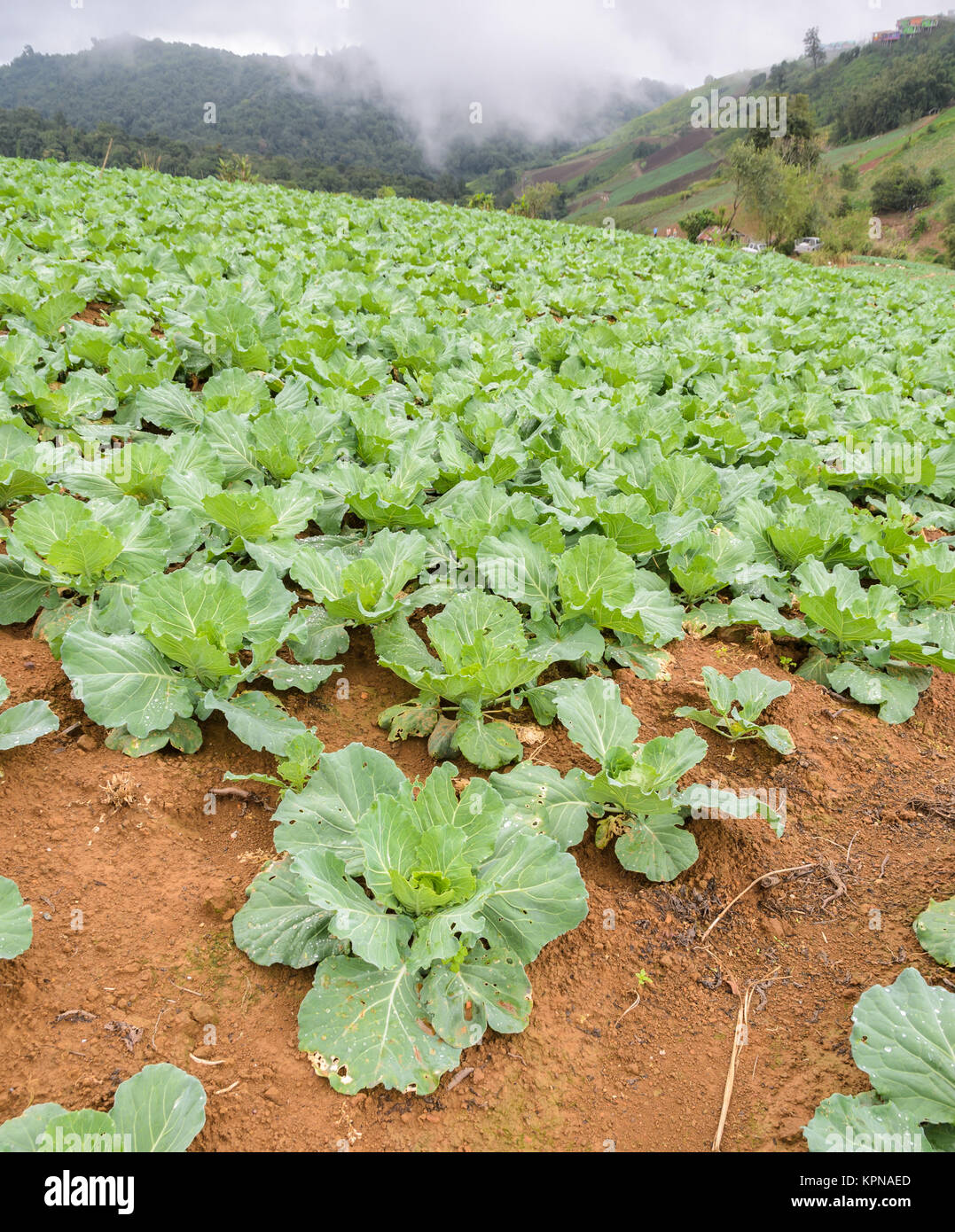 Cabbage plantation on the mountain Stock Photo - Alamy