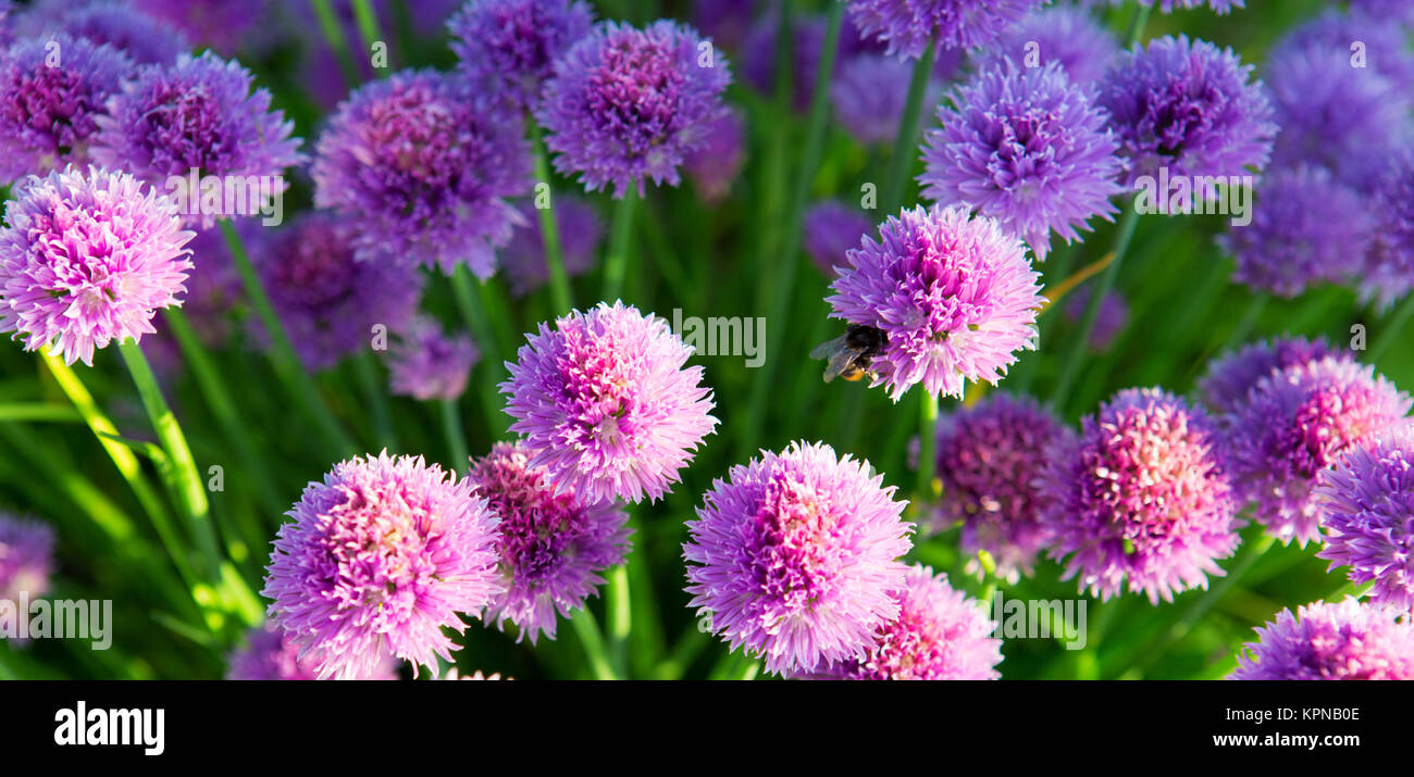 Beautiful Chive Flowers .Chive plants in full bloom. Closeup with ...