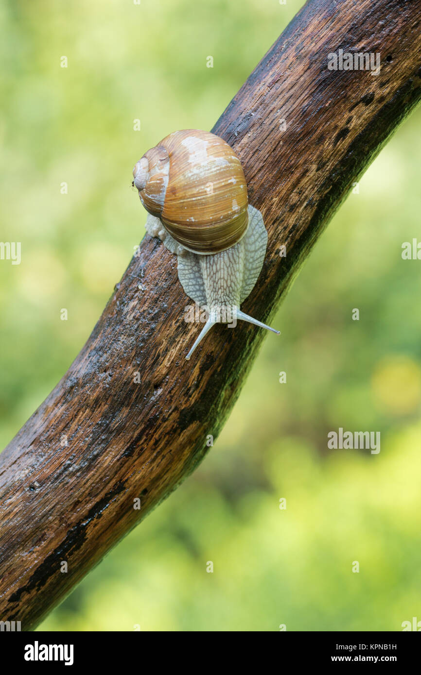 Snail on tree branch Stock Photo - Alamy
