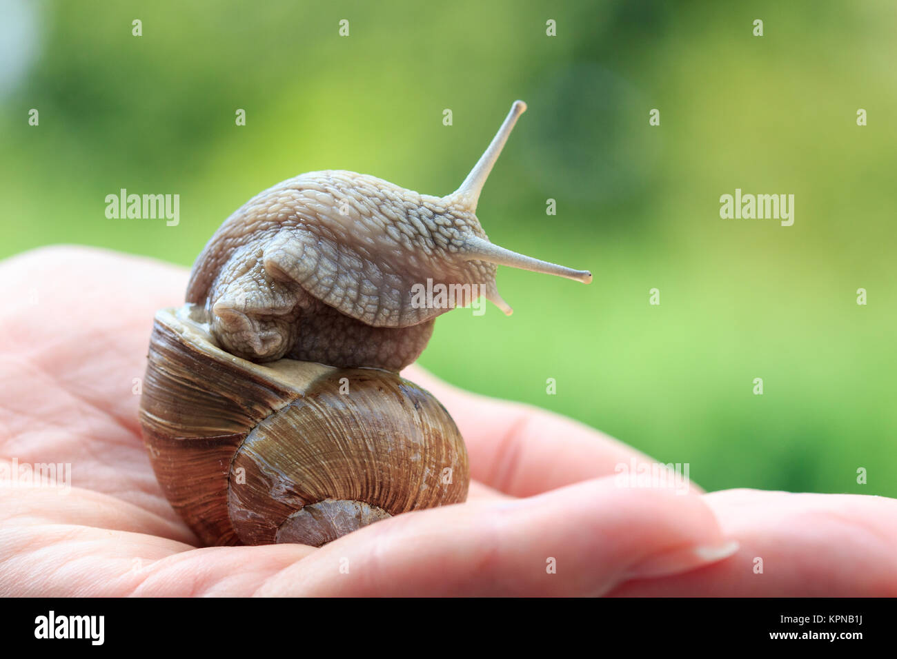 snail in hand Stock Photo - Alamy