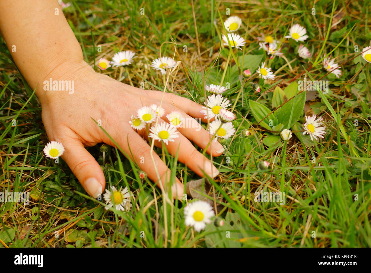 hand picks a daisy Stock Photo - Alamy