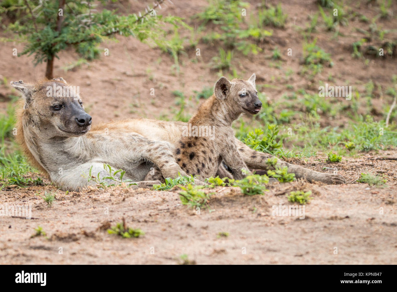 Spotted hyena mother with cub in the Kruger National Park Stock Photo ...