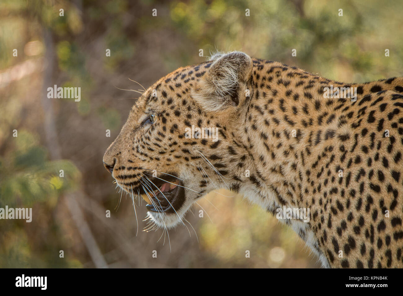 Side profile of a Leopard in the Kruger National Park Stock Photo - Alamy
