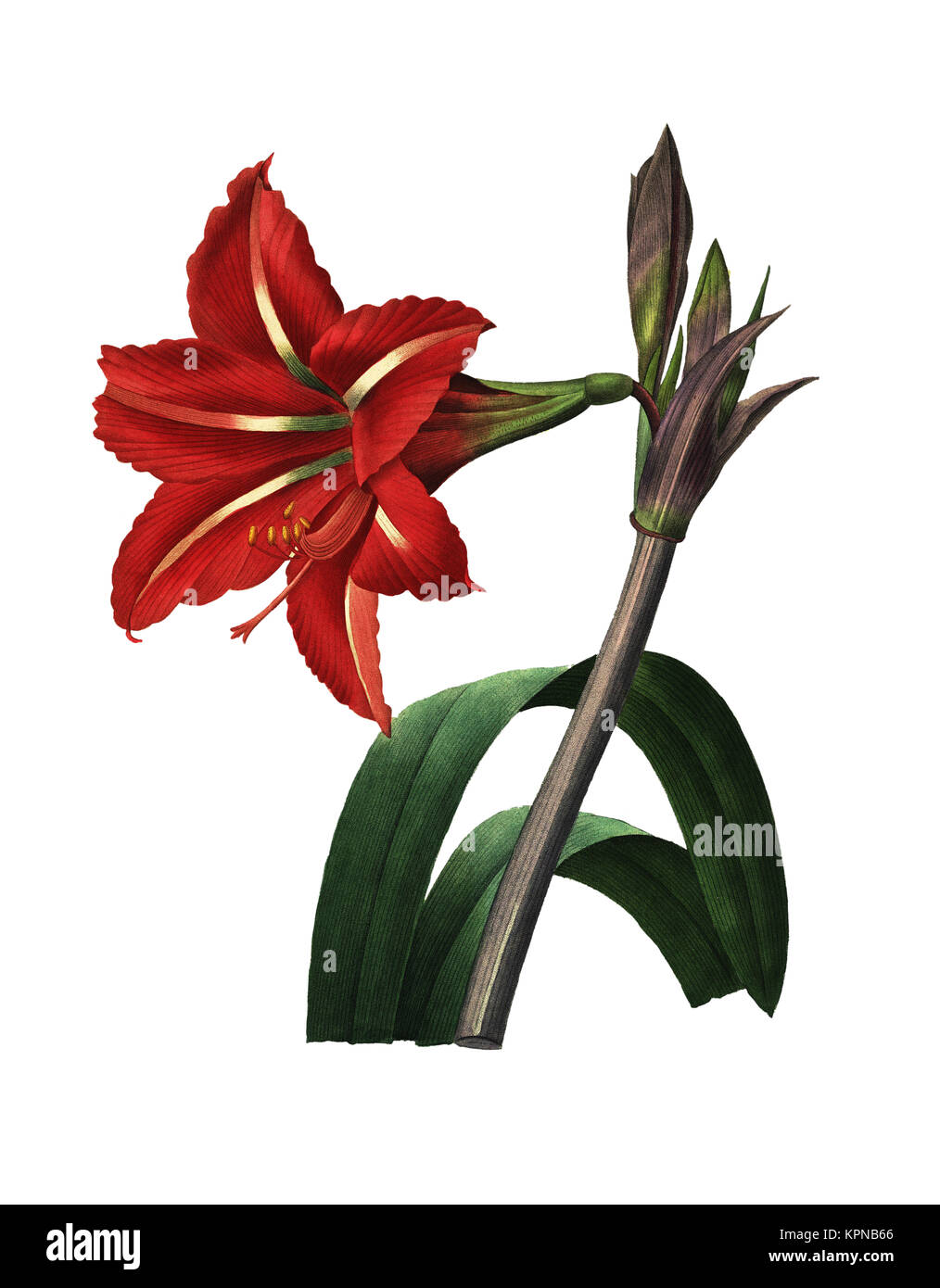 Red flower brazilian plant hi-res stock photography and images - Alamy