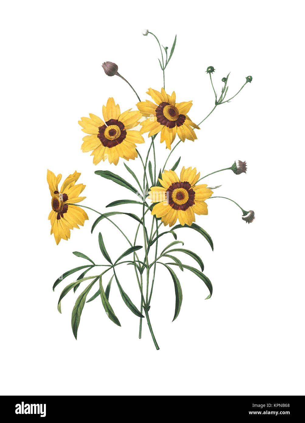 19th-century illustration of a calliopsis yellow flowers. Engraving by ...