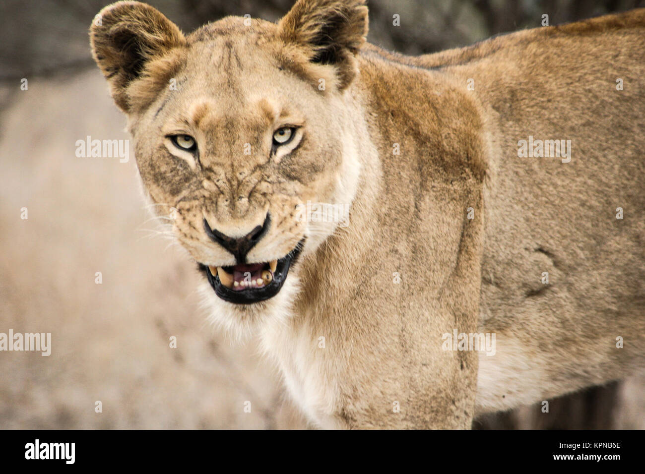 Grumpy lion hi-res stock photography and images - Alamy