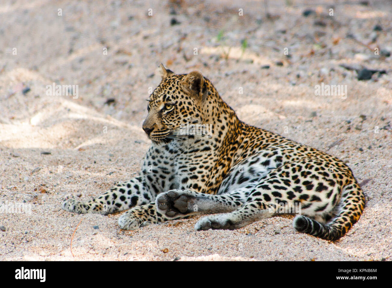 Leopard laying in the sand in the Sabi Sands Stock Photo - Alamy