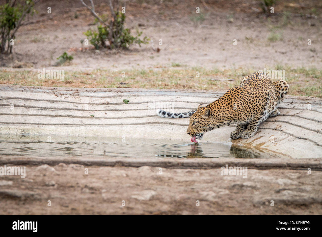 Drinking Leopard in the Kruger National Park Stock Photo - Alamy