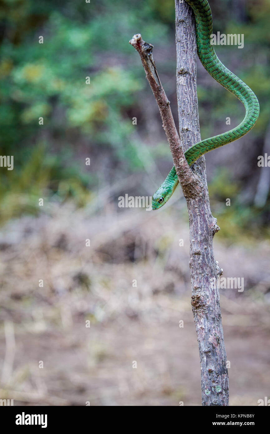 Mamba on hi-res stock photography and images - Alamy