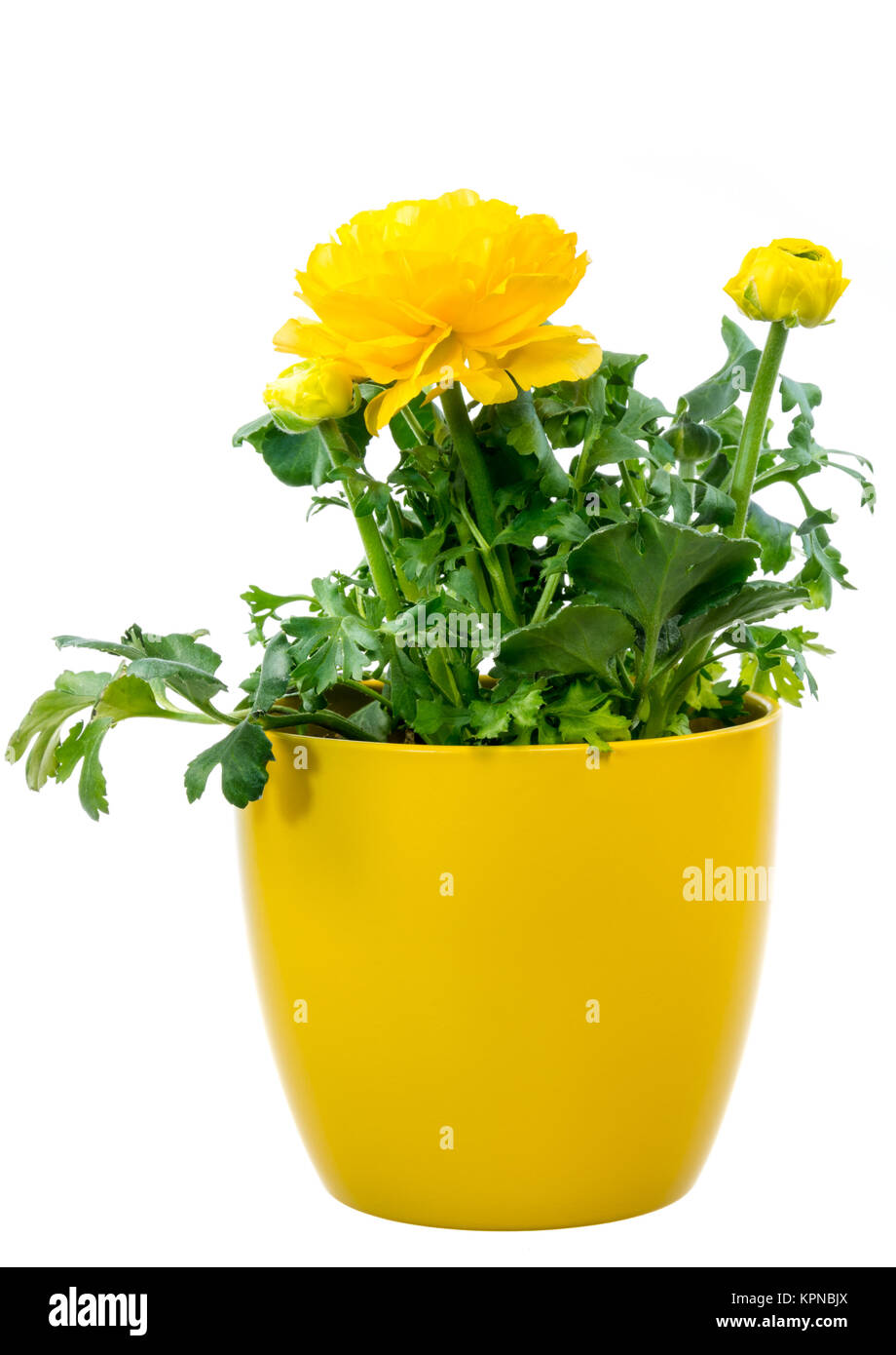 Isolated potted yellow Ranunculus flower Stock Photo - Alamy