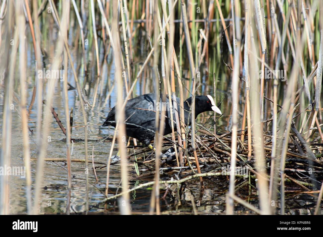 Swims bird hi-res stock photography and images - Alamy