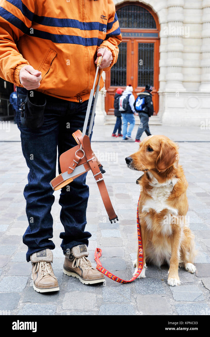 Guidedog hi-res stock photography and images - Alamy