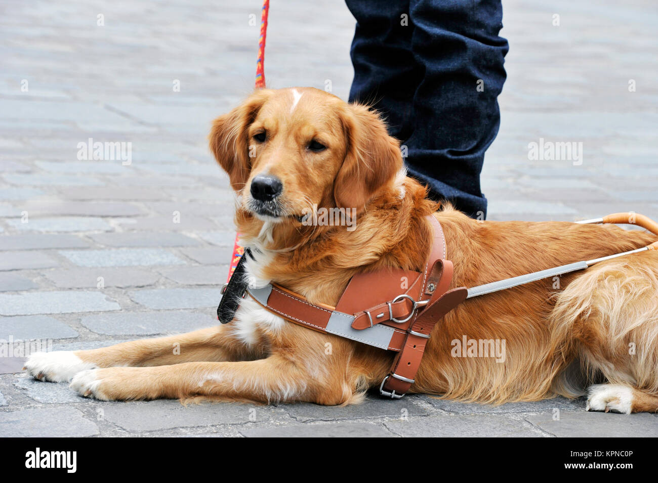 Guidedog hi-res stock photography and images - Alamy