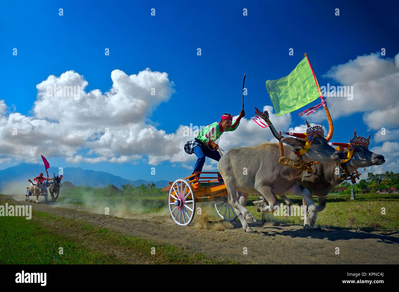 Cow Race Competition Stock Photo - Alamy