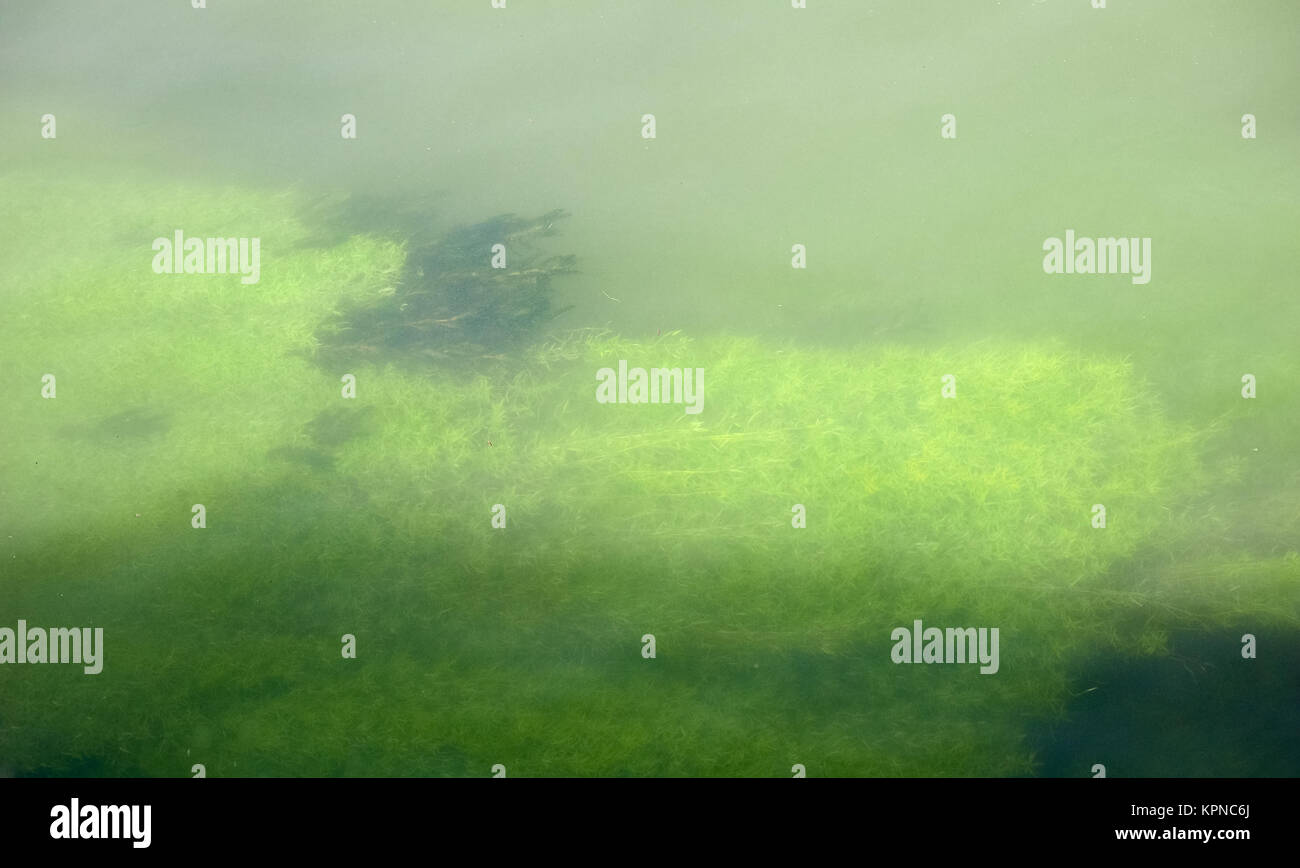 Green Algae underwater Stock Photo - Alamy