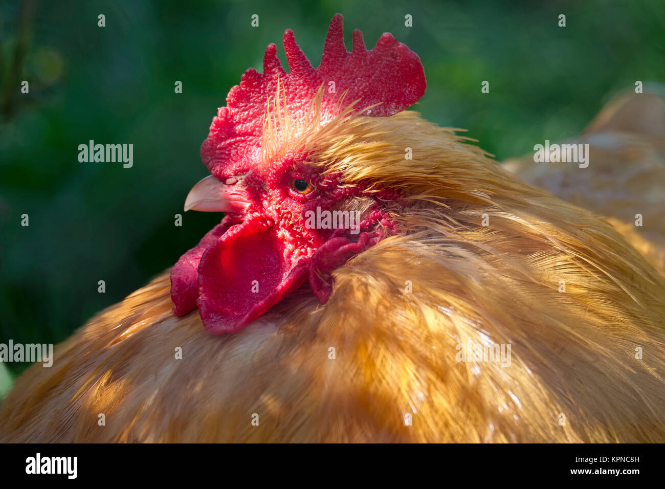 Cockerel comb hi-res stock photography and images - Alamy