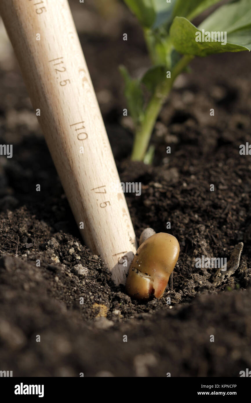 Bean planter hi-res stock photography and images - Alamy