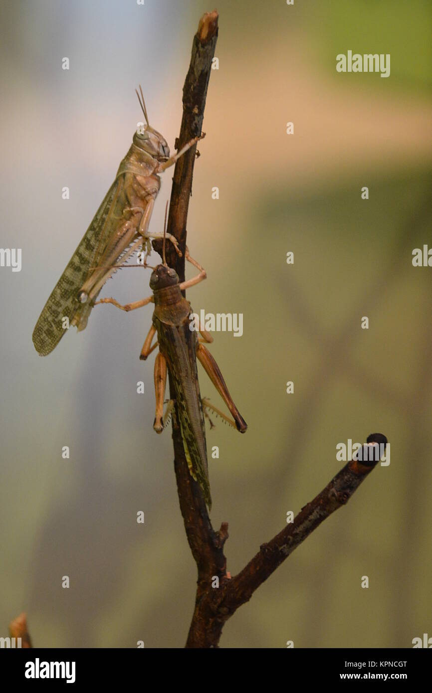 grasshoppers on a branch Stock Photo - Alamy