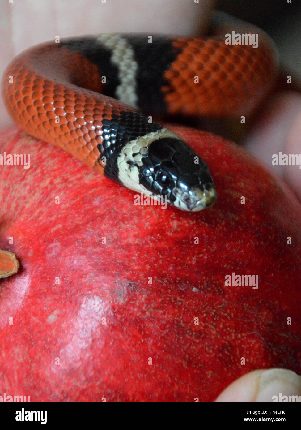 Devil snake hi-res stock photography and images - Alamy