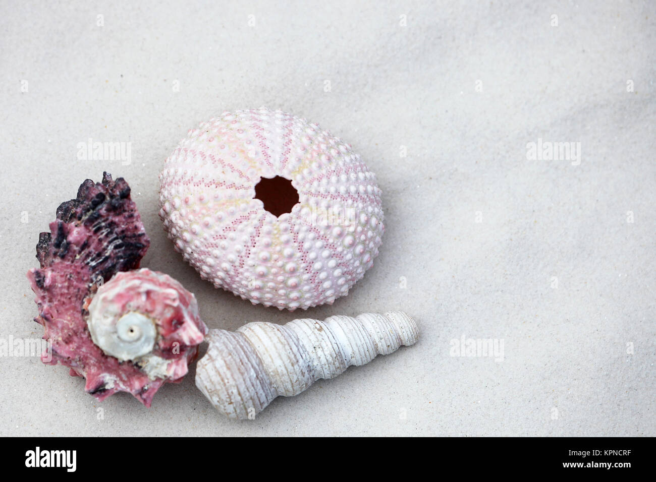 mussels and sea urchins on a fine sandy beach Stock Photo - Alamy