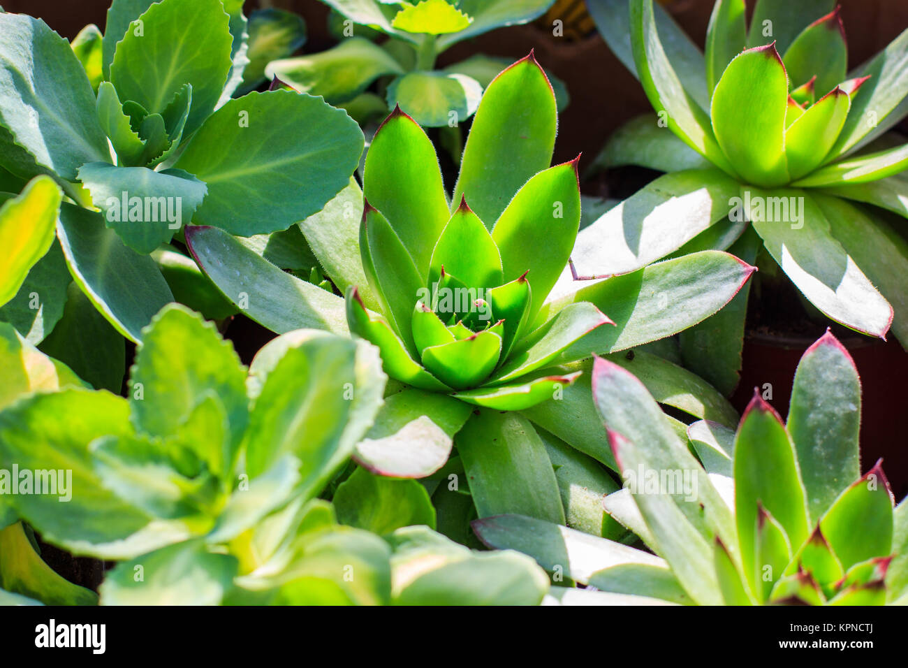 Houseleek Flowering Plant Stock Photo - Alamy