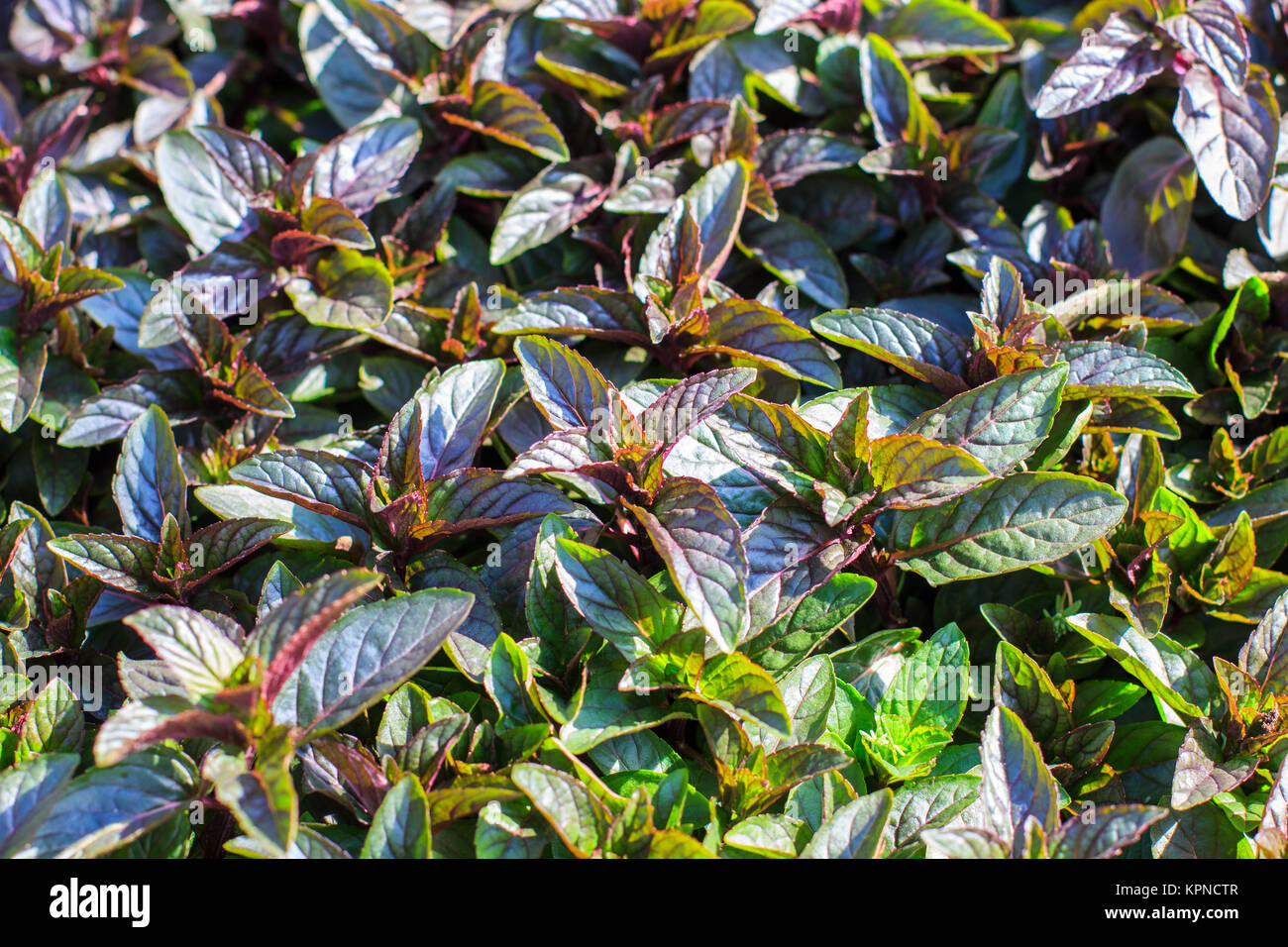 Leaves mint herb lawn hi-res stock photography and images - Alamy