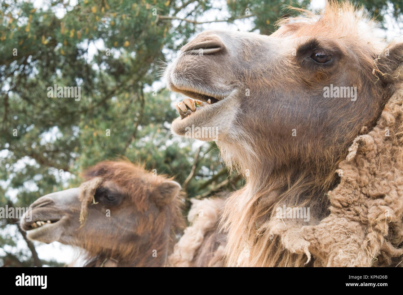 Arabian camel two funny hi-res stock photography and images - Alamy